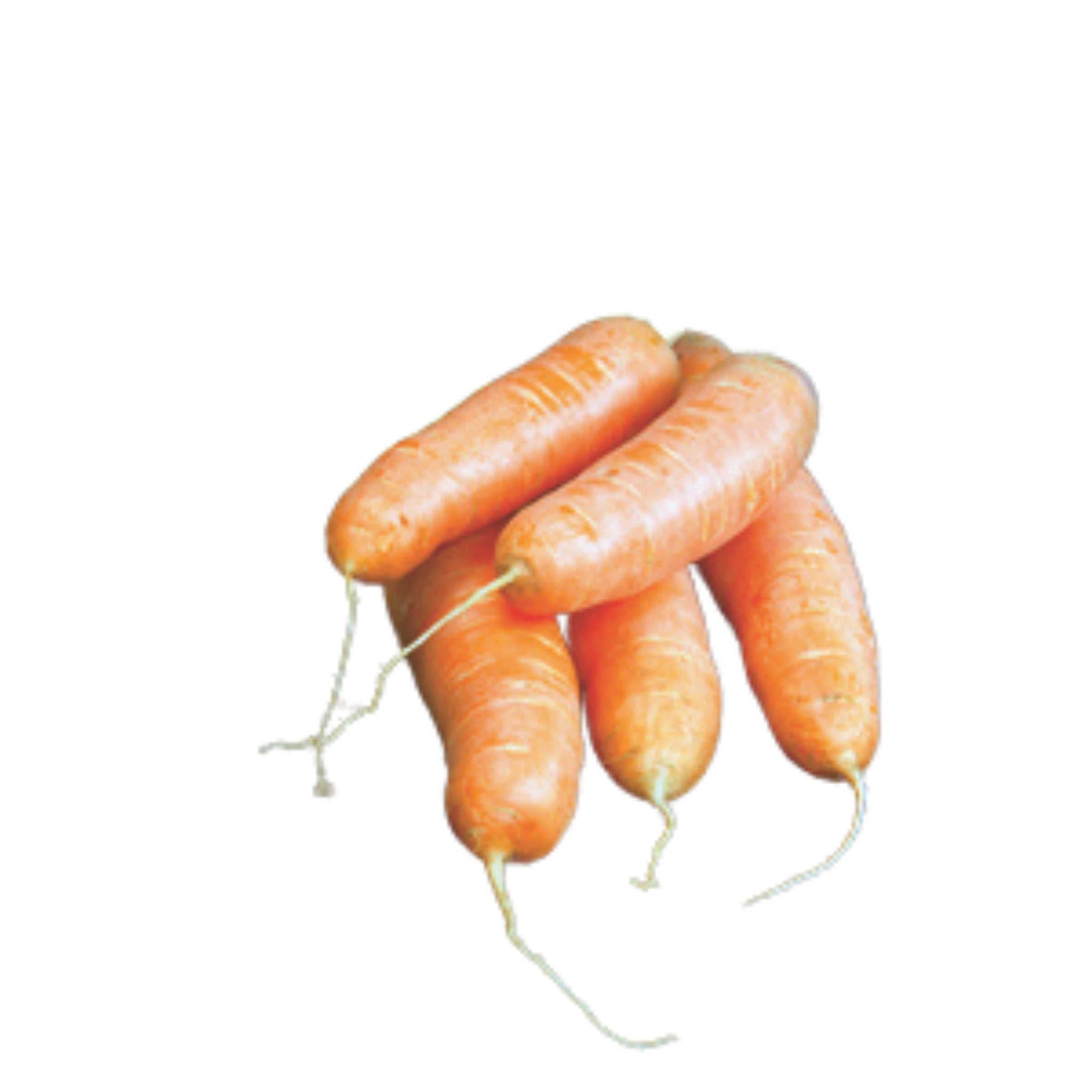 Cape Market Carrot - 0.1 gram – Jonquil